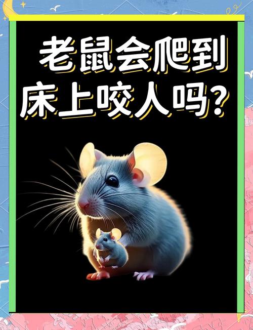 老鼠咬是挡灾还是招灾截图