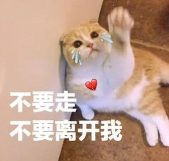 我超市你猫咪表情包什么意思图标