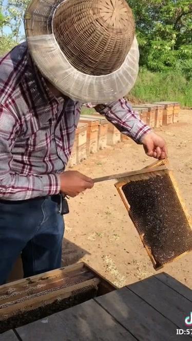 人工取蜂蜜的方法视频