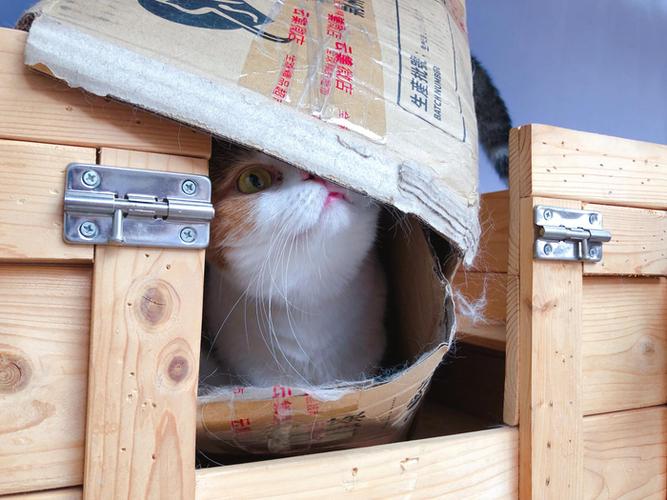 猫坏了营业厅免费换吗图标