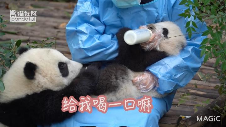 旧版熊猫社区下载