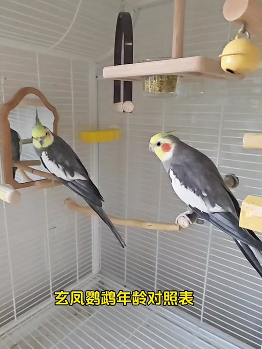 玄凤鹦鹉的年龄判断方法图标