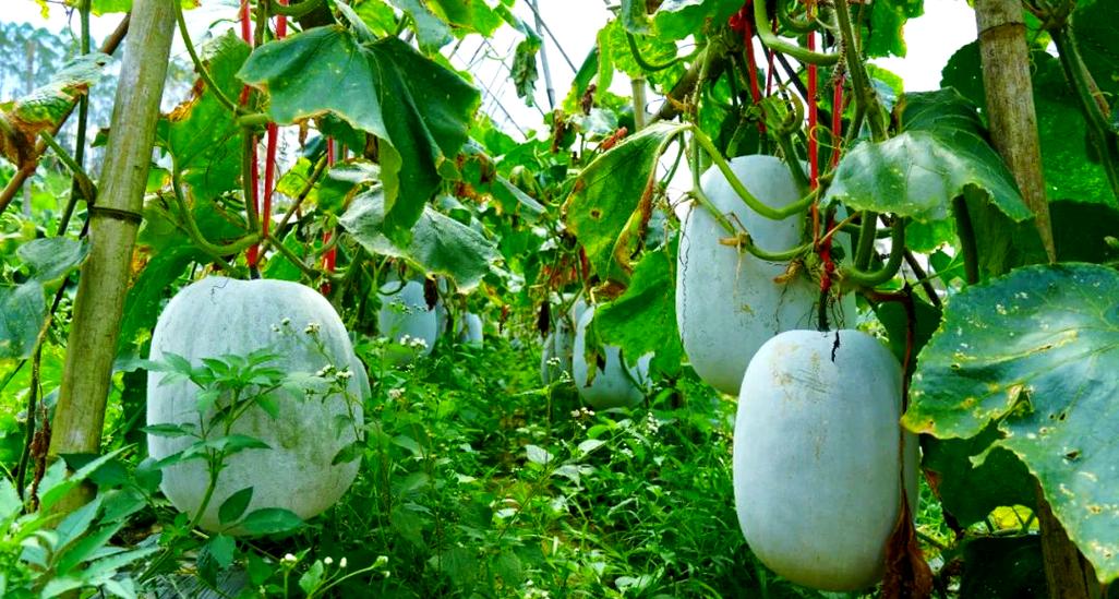 冬瓜种植技术图标