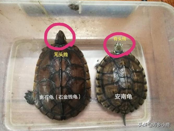 金钱龟分别有几个品种截图