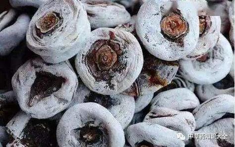 柿子的性味归经截图