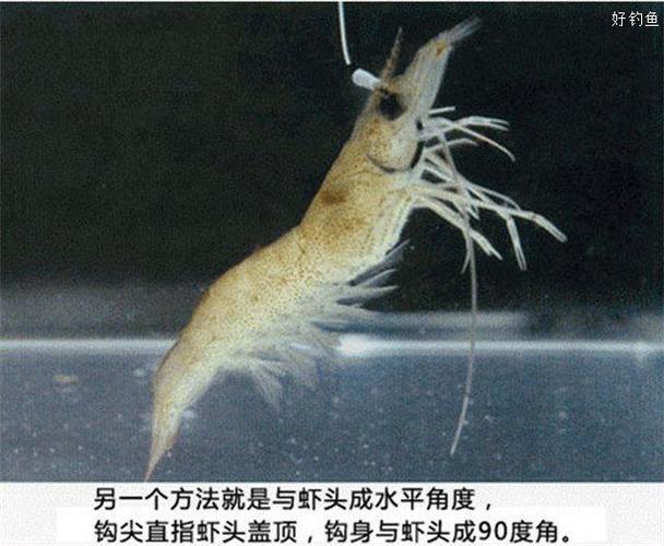 淡水活虾钓鱼技巧