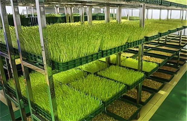 专业做花生芽卖赚钱吗图标