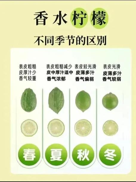 柠檬一年四季都有吗
