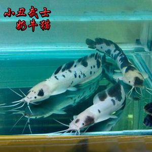 鲶鱼宠物图标