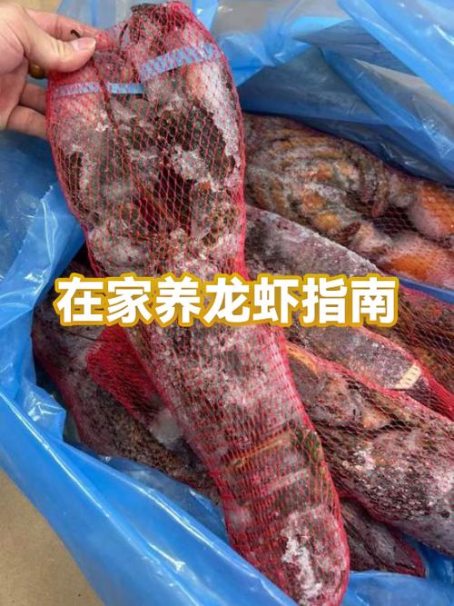 养龙虾怎么养图标