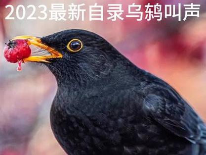 乌鸫鸟叫声音大全图标