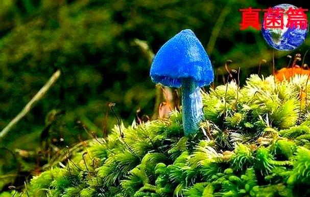 天蓝蘑菇