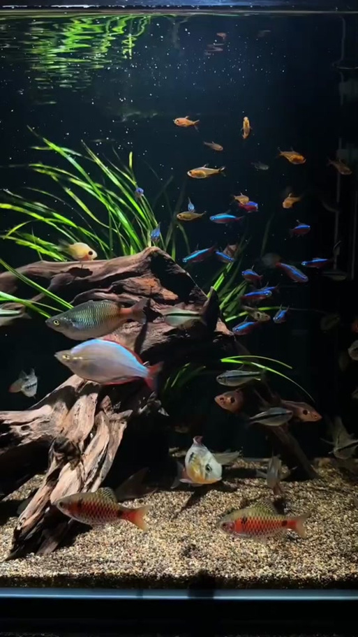 鱼缸黑色背景效果截图