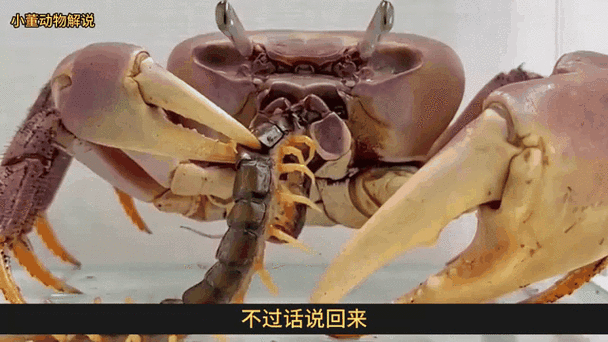 螃蟹大战蜈蚣