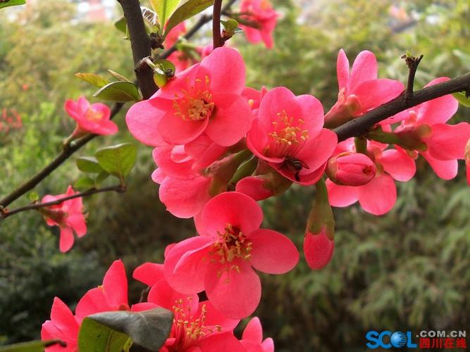 春浓花锦代表什么生肖图标
