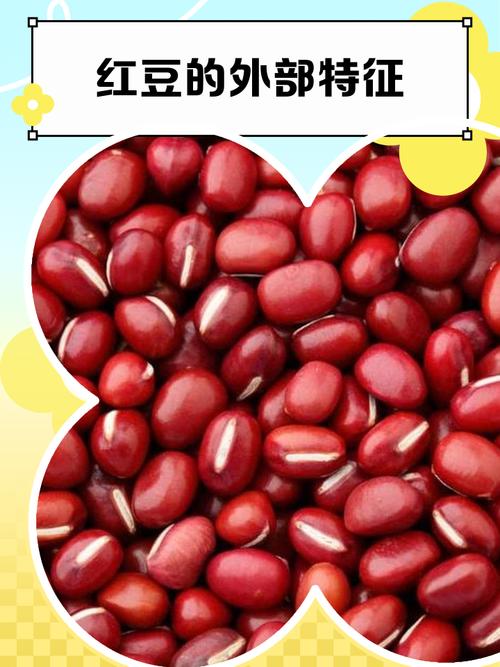 红豆瓣ios图标