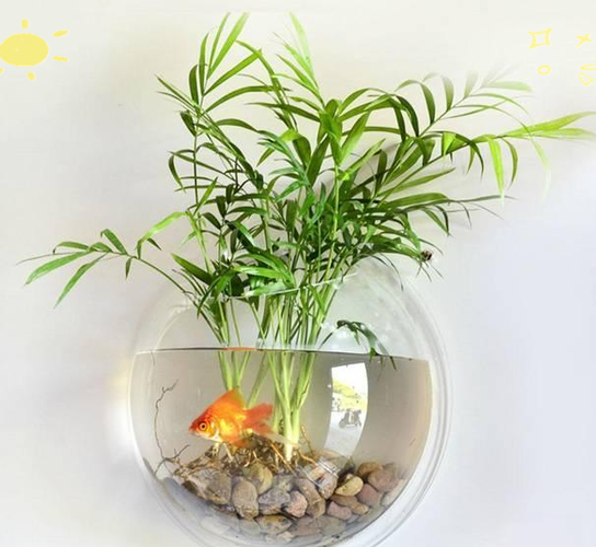 鱼水培植物截图