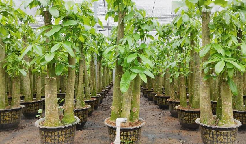 种植树木树前景好赚钱截图