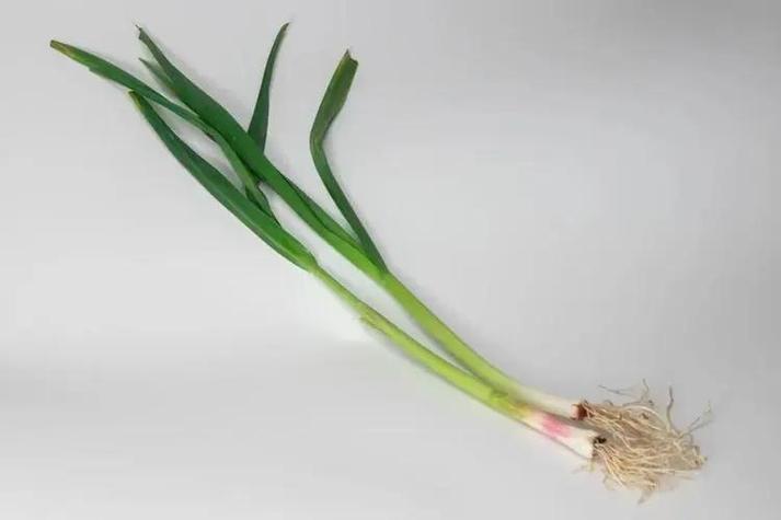 蒜苔和蒜苗是一个东西吗图标