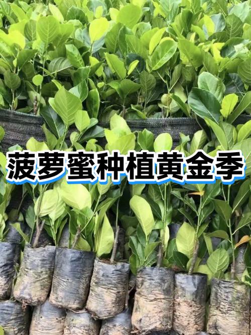 菠萝蜜为什么这么贵