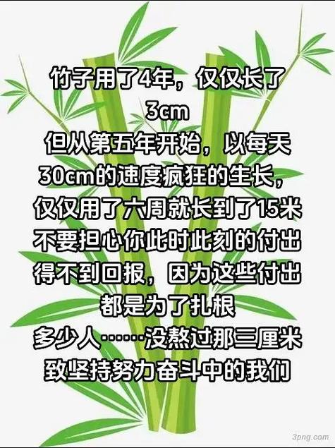 竹子扎根最精辟句子截图