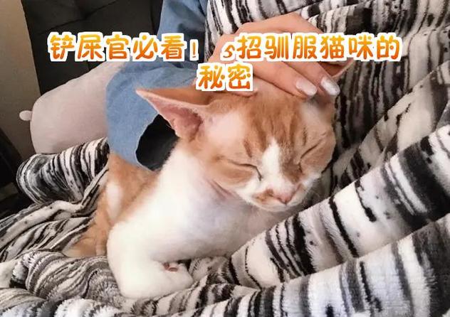 驯服猫的方法及作用截图