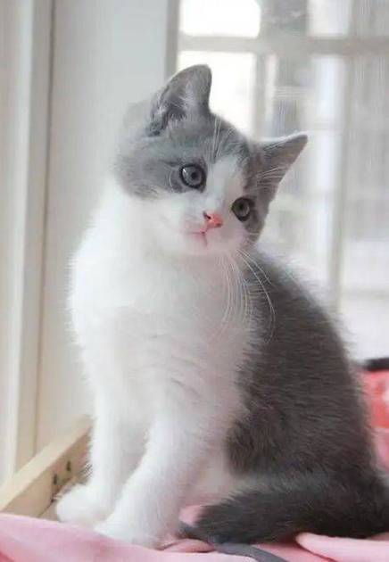 猫品种大全及图片图标