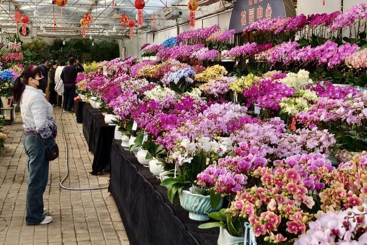 花市文是什么意思