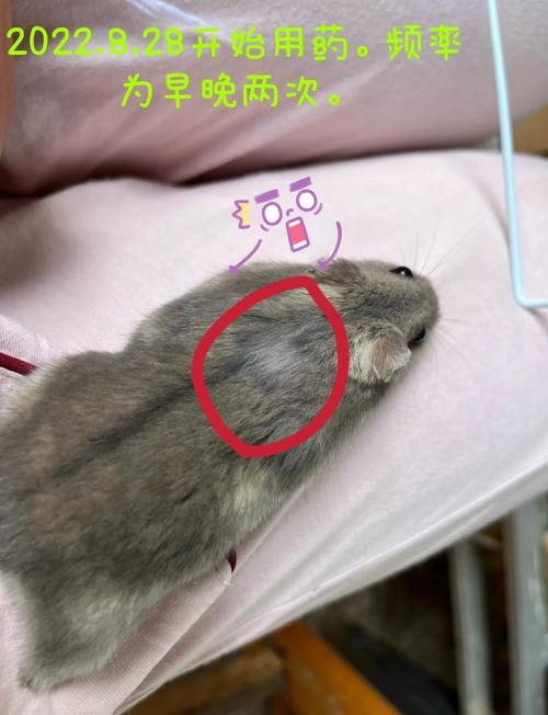 秃秃鼠是什么意思图标
