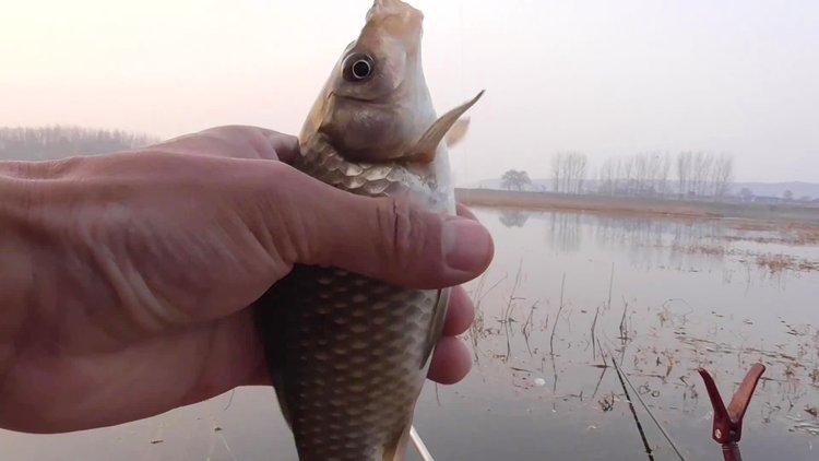 红虫钓鲫鱼效果怎么样图标