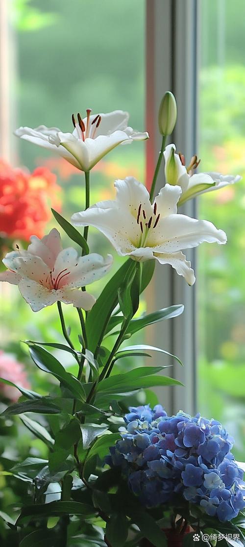 百合花的图片截图