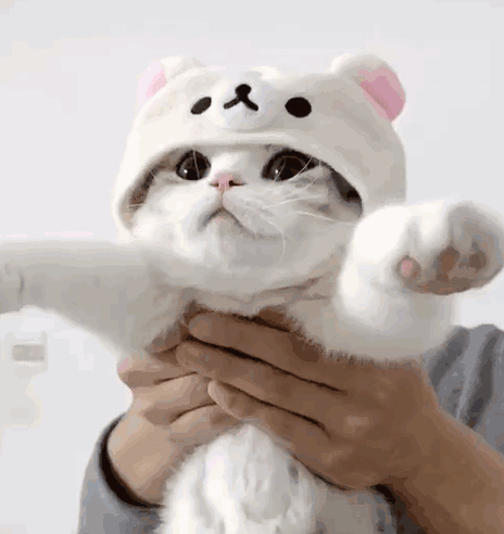 猫赞是什么意思图标