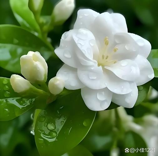 夲茉莉图标