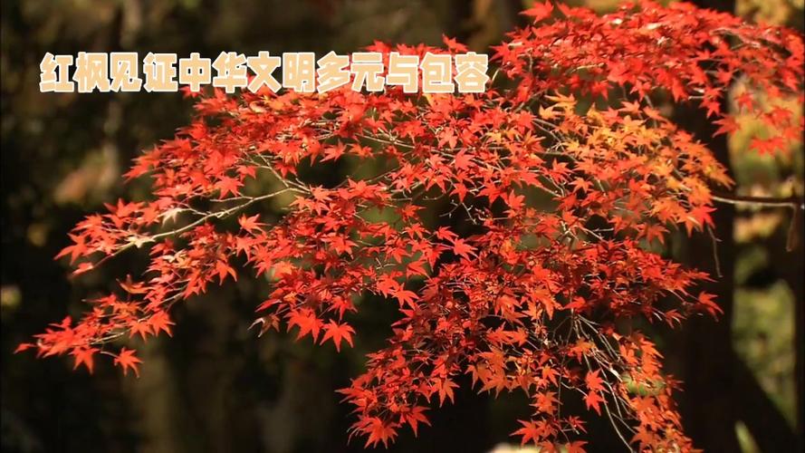 红枫的风水作用图标