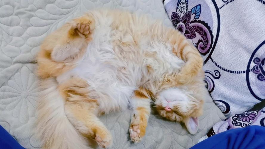 熟睡中的猫咪桃子移植-熟睡图标
