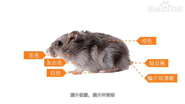 老鼠仓是普遍存在的吗图标