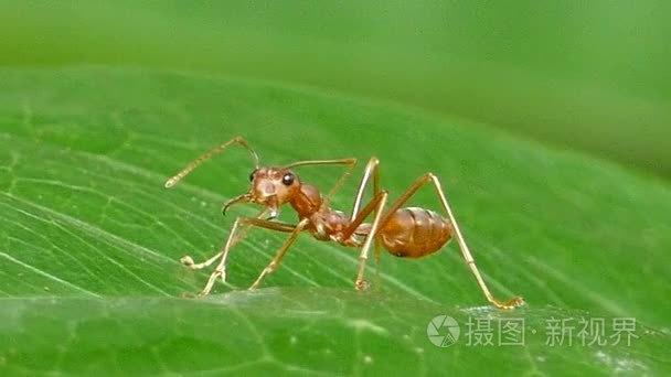 蚂蚁短视频图标