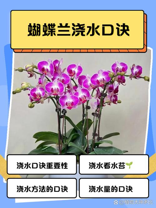 刚上盆的兰花浇水口诀图标