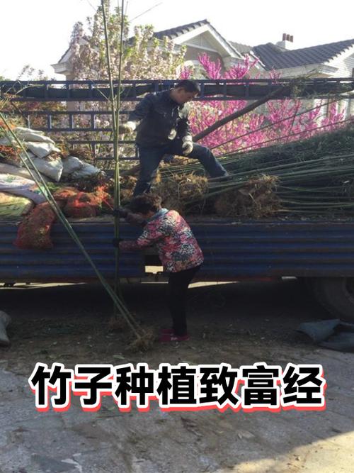 致富经竹子创业图标