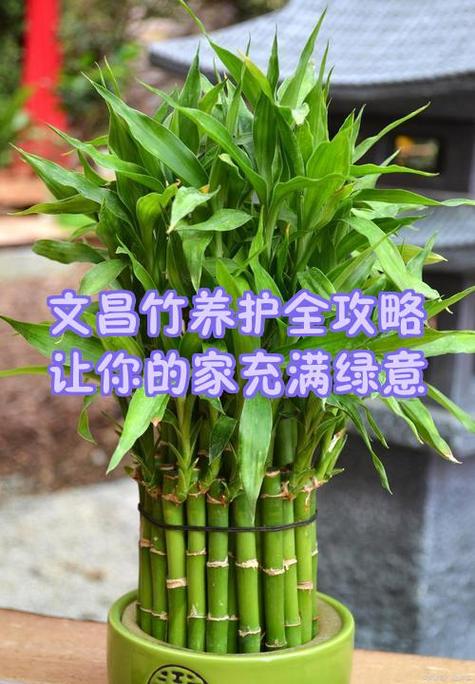 竹子浇水的正确方法图标