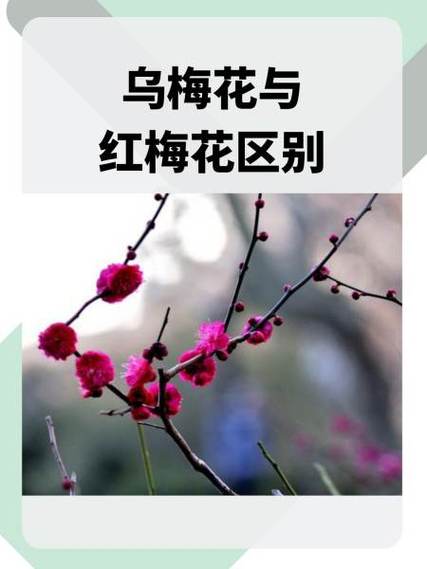 乌梅好看还是红梅好看截图