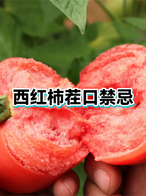 什么人不能吃黑番茄