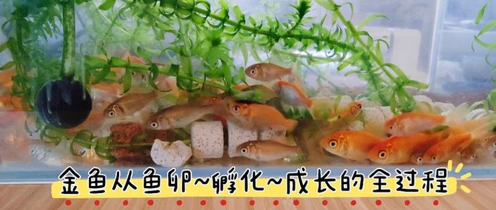 鱼缸里鱼生了小鱼怎么办截图