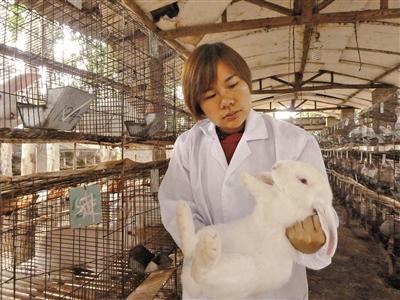 养兔专业户李叔叔养的白兔比黑兔的12缩略图