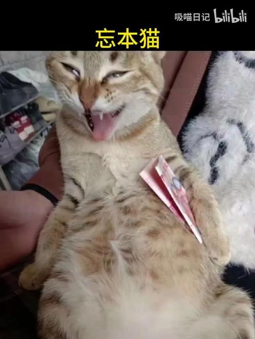 猫meme万恶之源点头猫