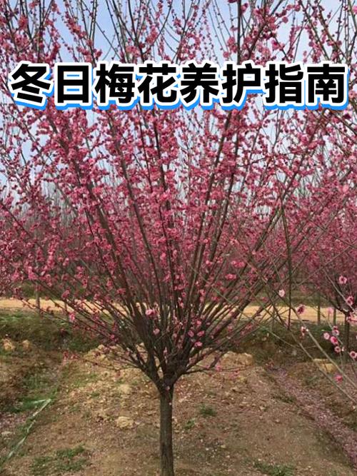 梅花任务兼职平台图标