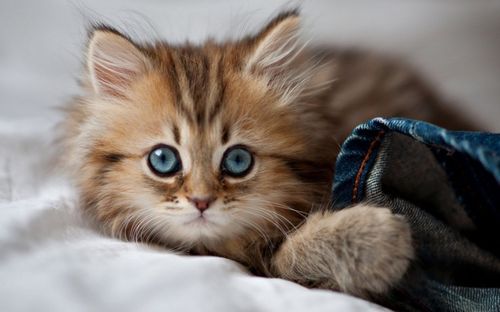 安卓萌猫免费