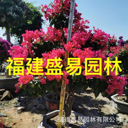 紫花平台靠谱吗图标