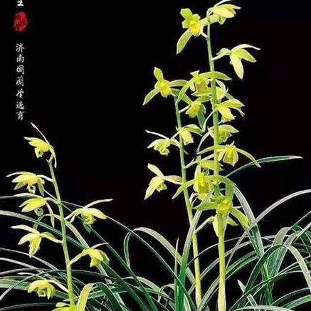 兰花有多少品种图标