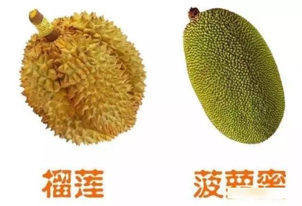 菠萝蜜臭还是榴莲臭